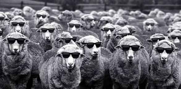 Politics of the Sheeple – The Bull Elephant